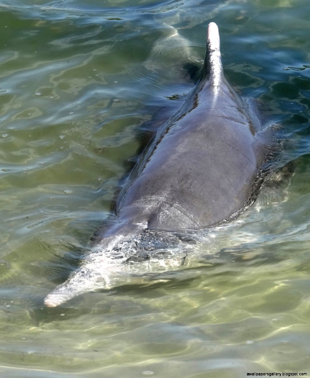 Indo Pacific Humpback Dolphin | Wallpapers Gallery