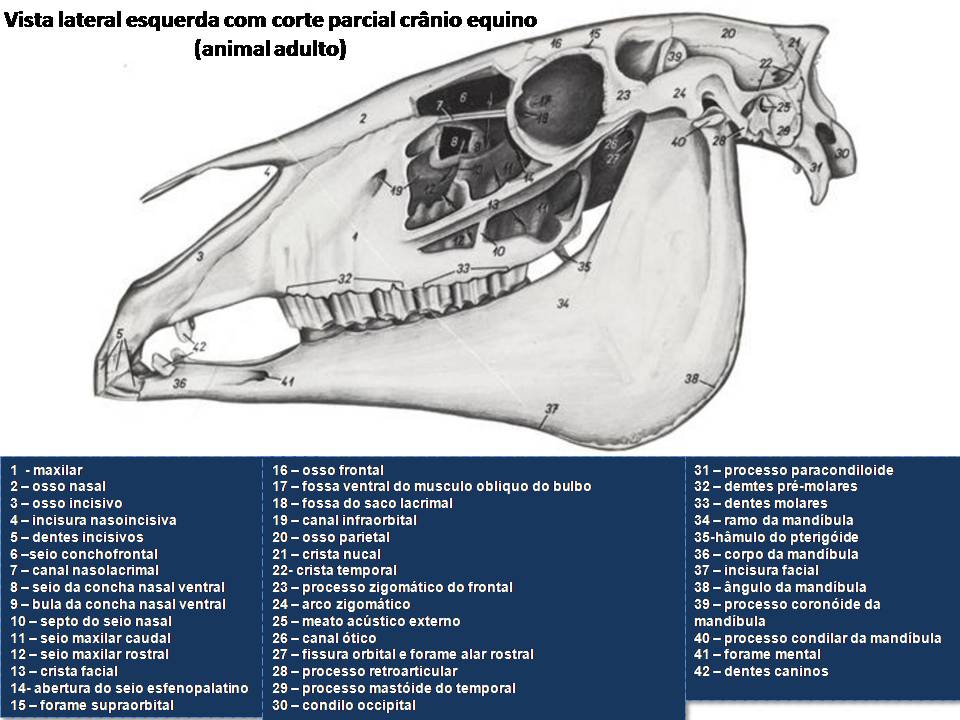 [atlas] Anatomia de Equinos - Ossos do Crânio