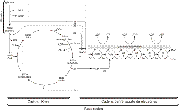 Respiracion Celular: RESPIRACION CELULAR