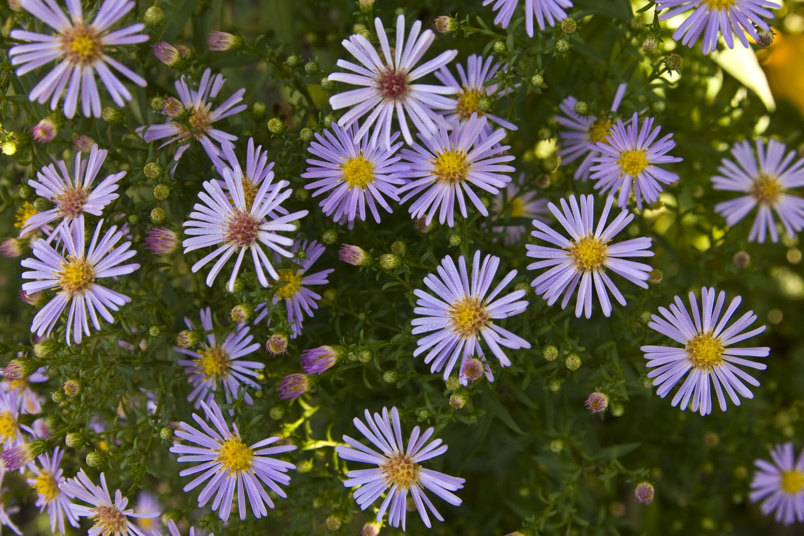 poze...pictures...: Floricele.....