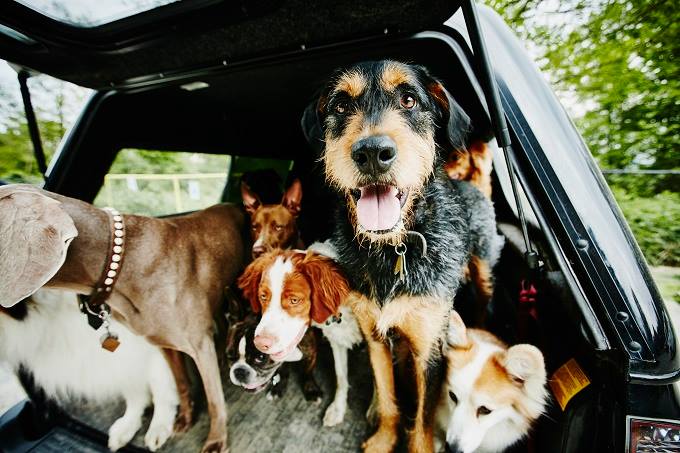 Street Paws Festival Marrickville - Feb 17 | Australian Dog Lover