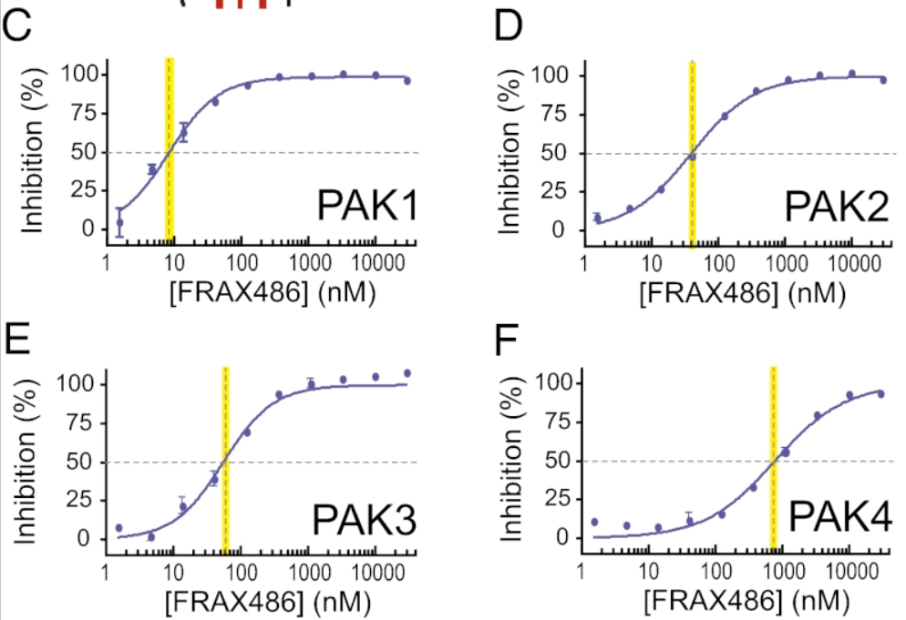 Epiphany: PAK inhibitors not just for Cancer, Alzheimer’s and ...