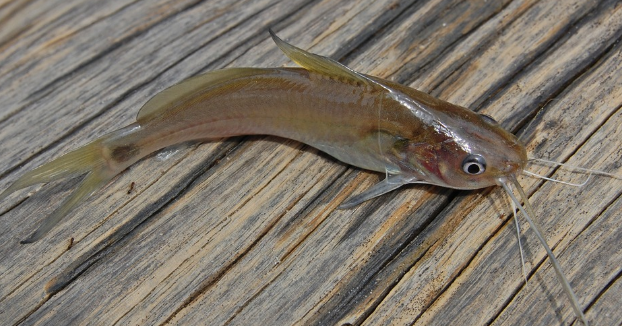 Ikan Keting - saung petani