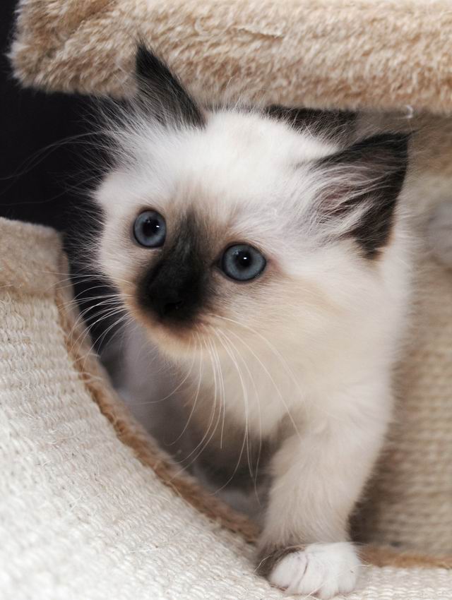 Livet på Furutorp: Helig Birma