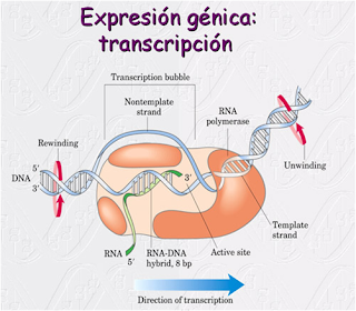 ḼїδβӚϯЧ ᴙ ⱥ ¶ ¶ ¶ ¶: 6.1 ORGANISMOS PROCARIÓTICOS