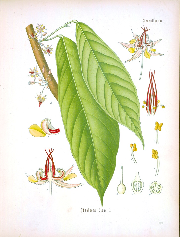 Dying for Chocolate: Chocolate (Theobroma Cacao) Botanical Illustration