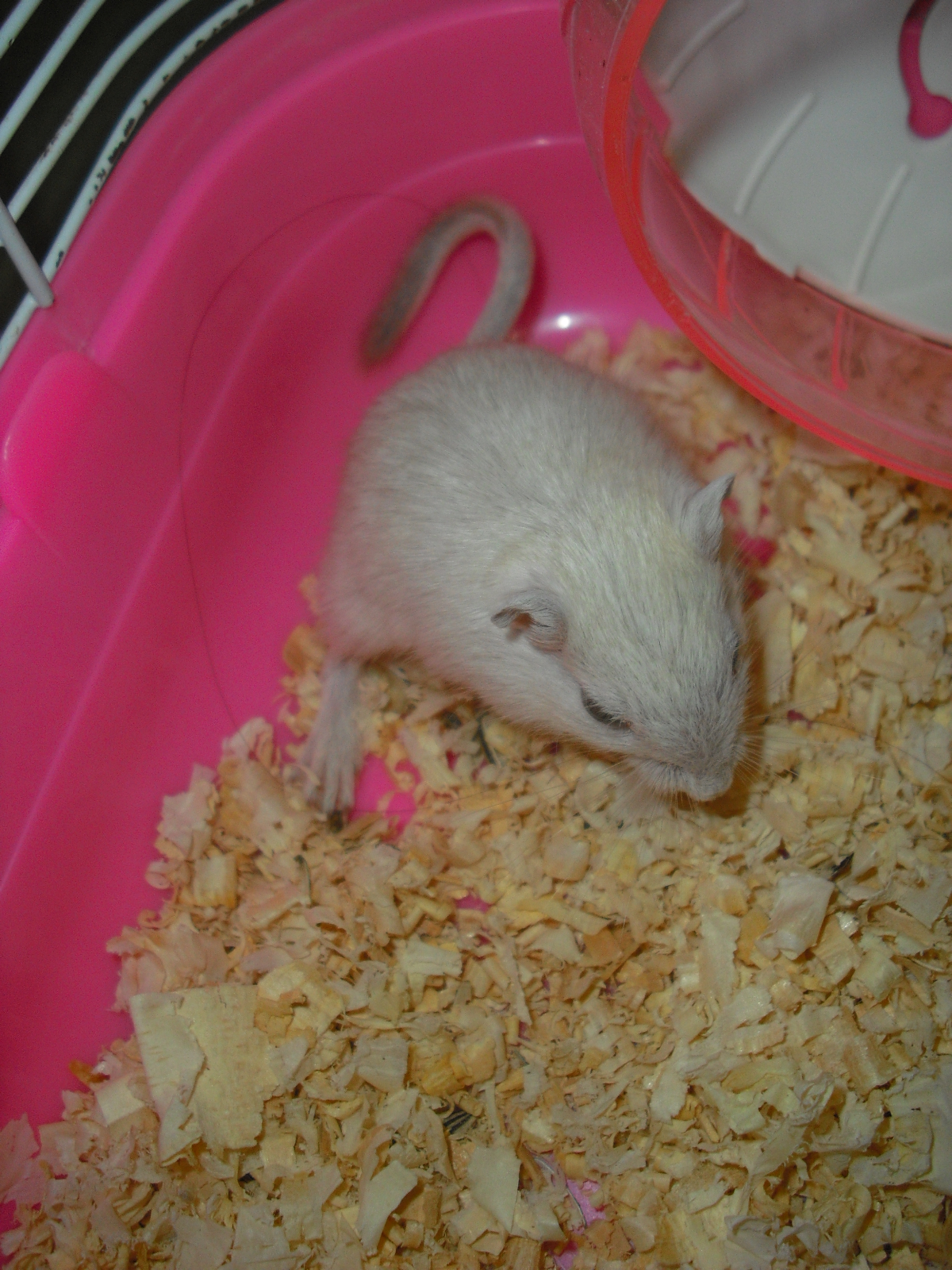 dai gerbils: Novos gerbils para o plantel