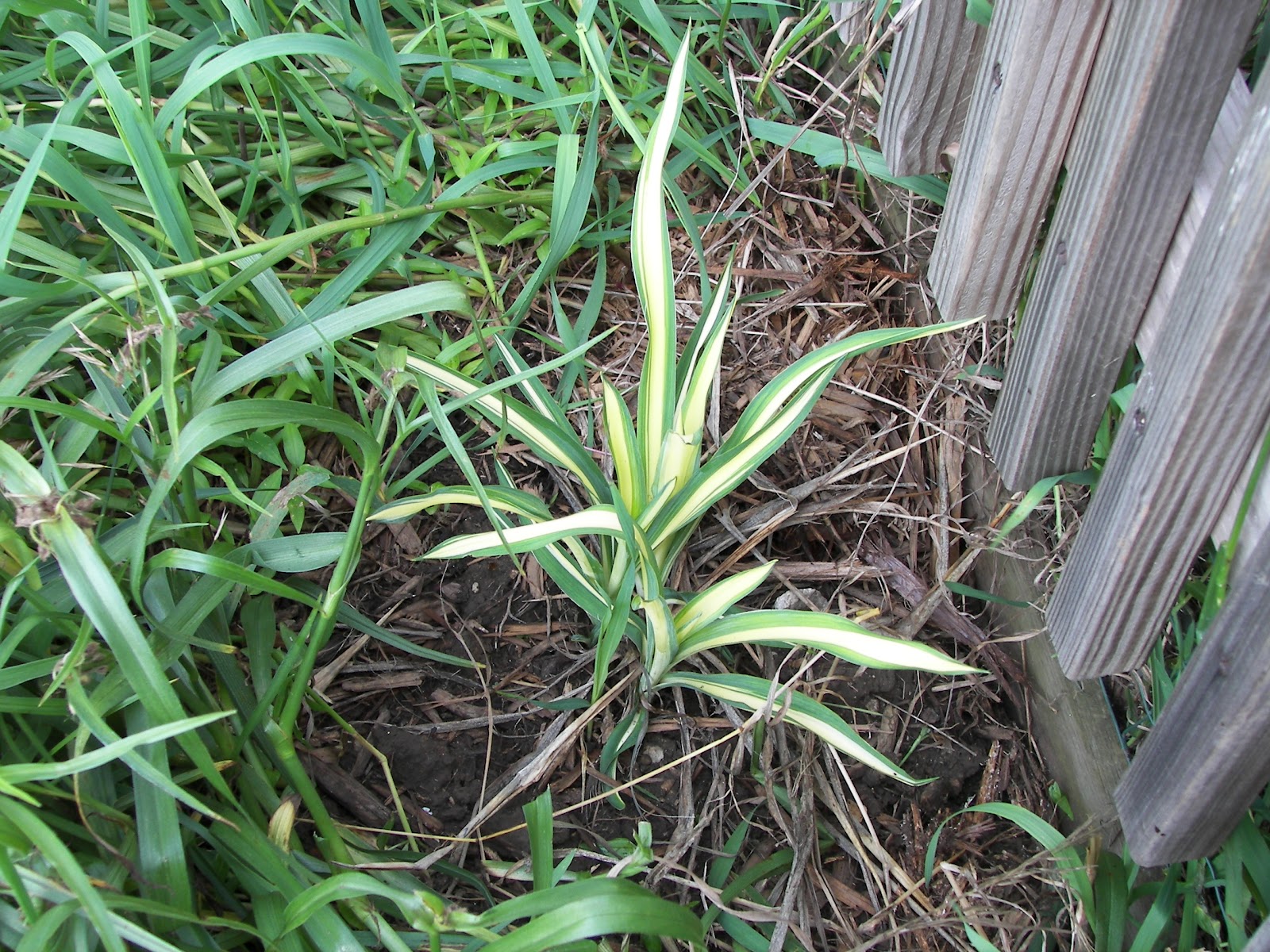 For the Love of Gardening: Y is for Yucca