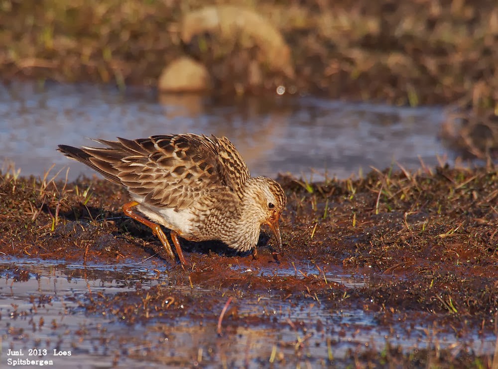 Loes Willebrand: Fotoreis Spitsbergen juni 2013