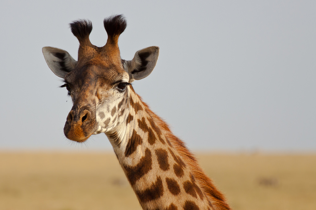 Gambar Jerapah: Kumpulan Gambar Jerapah Update