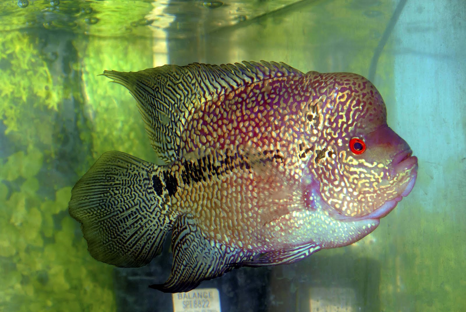 Happy Petsland And Aquatic: flowerhorn fish