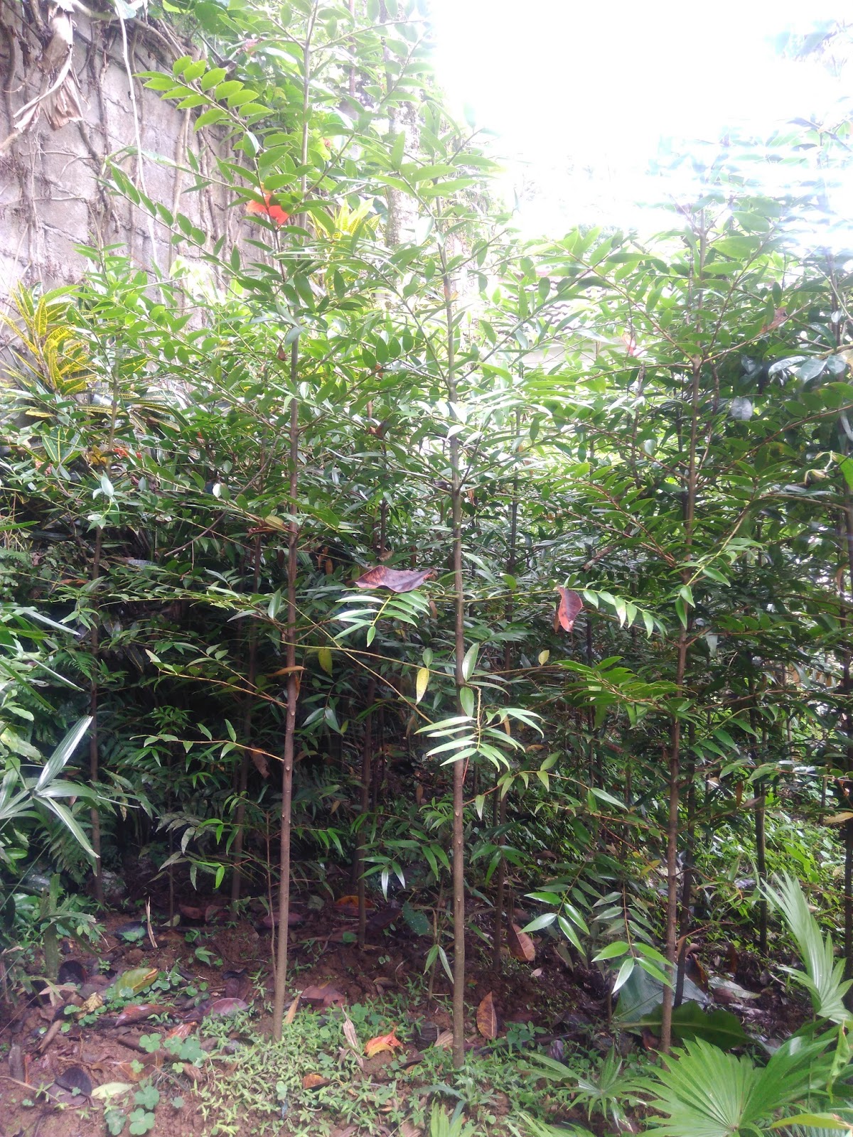 Pohon Damar (Aghatis Damara) : Harga Jual Pohon Damar Pohon Pelindung ...