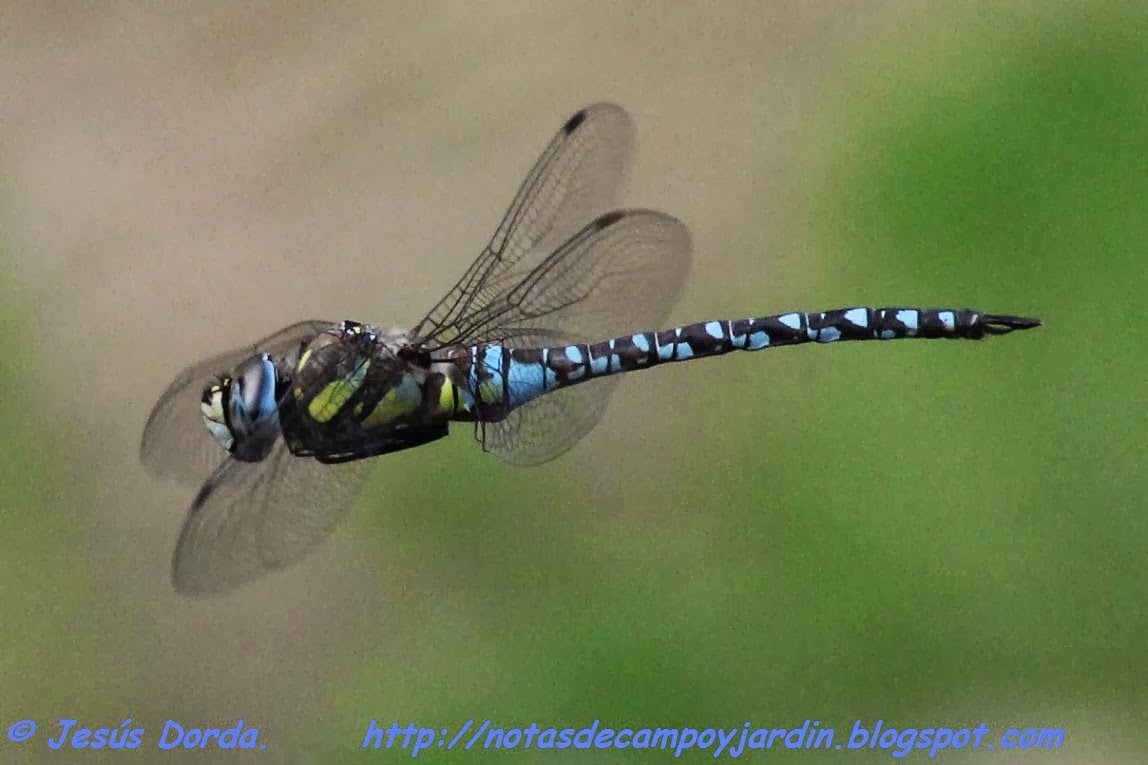 Notas de campo y jardín: El vuelo de la libélula azul