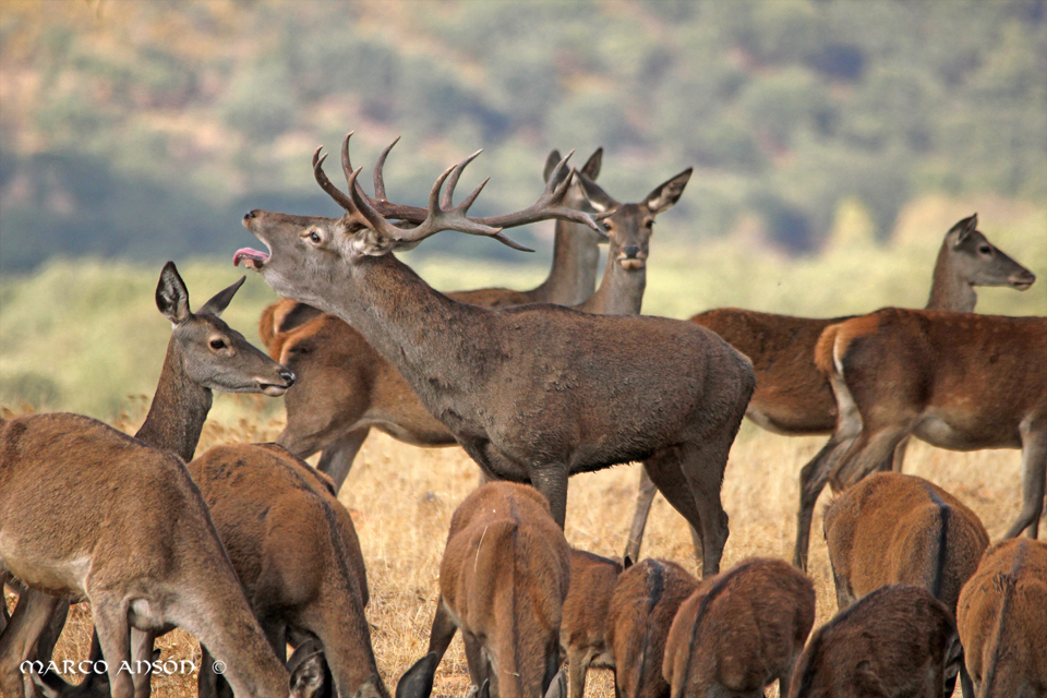 Paleomarco: La berrea del ciervo.