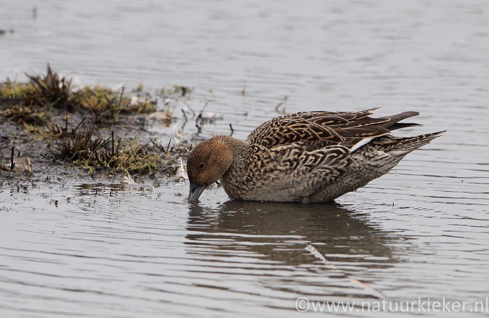 Pijlstaarten, een sierlijke eendensoort