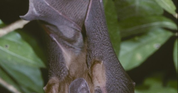 Variety of Life: Chiroptera