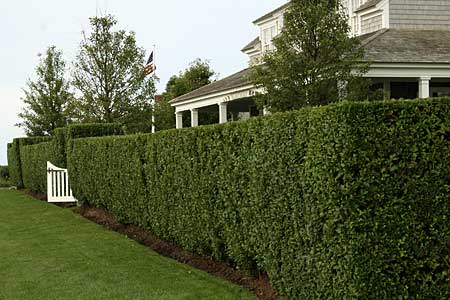 Maine Architecture: Elements of NE Style: Hedges
