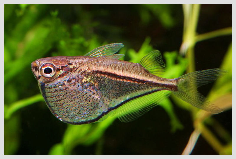 Black Winged Hatchetfish (Carnegiella marthae) - ebay sell online