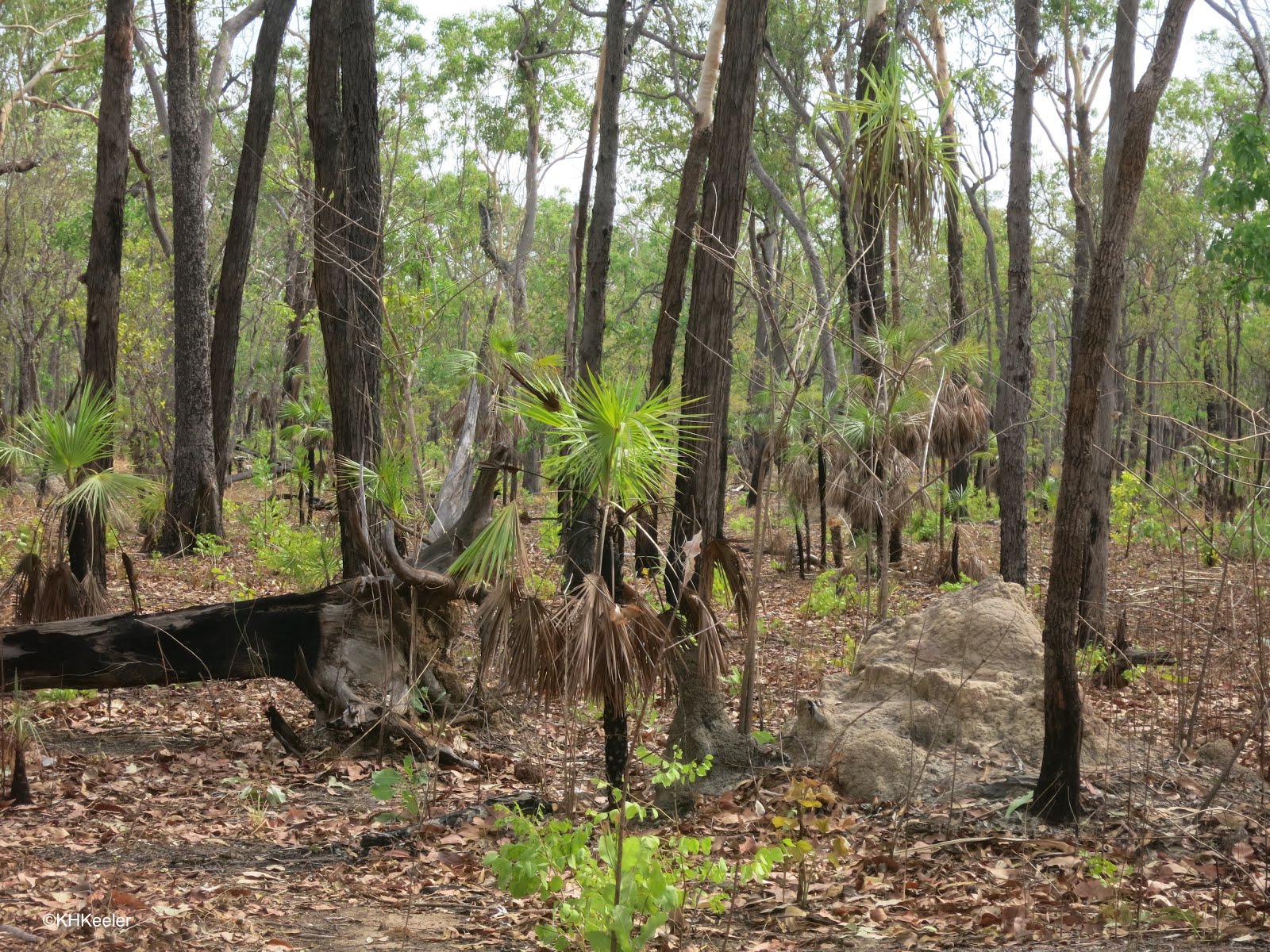 A Wandering Botanist: Visiting Australia—Glorious Kakadu National Park