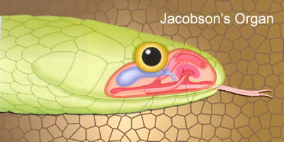 BREA VENENOS: ÓRGANO DE JACOBSON