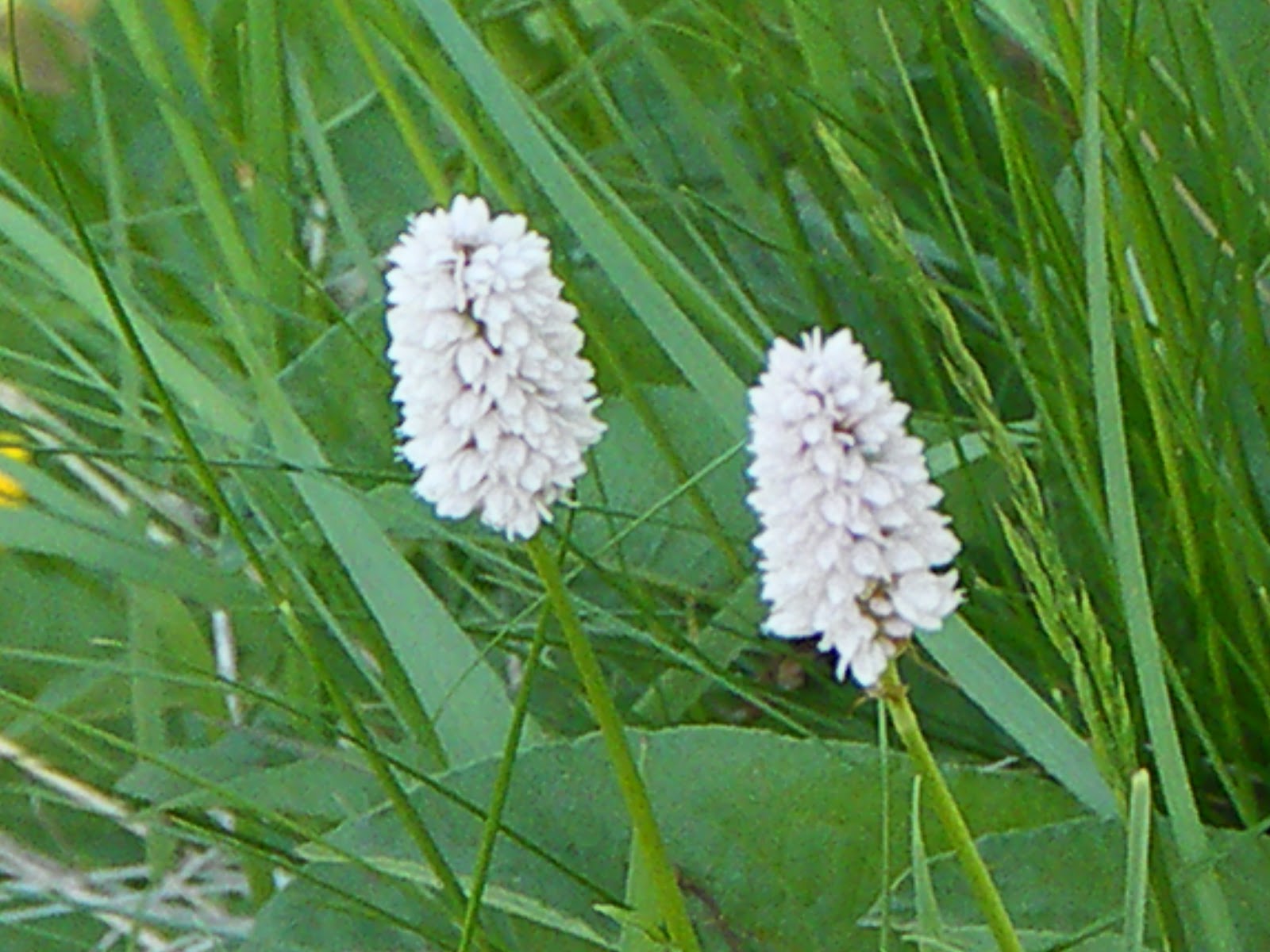 Oats Royd Nature Reserve – Halifax Scientific Society