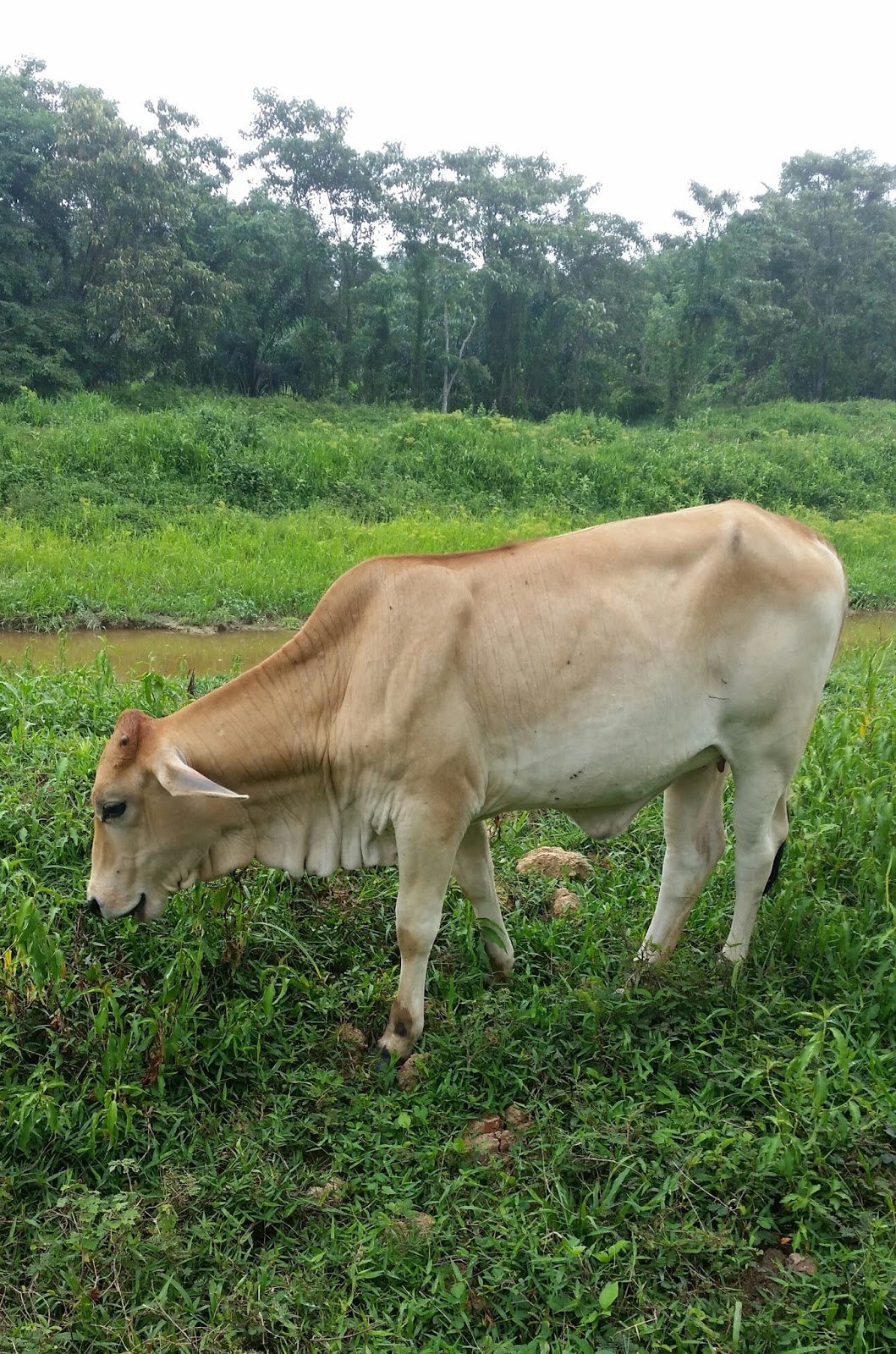 Warisan Petani: Ternakan lembu 13