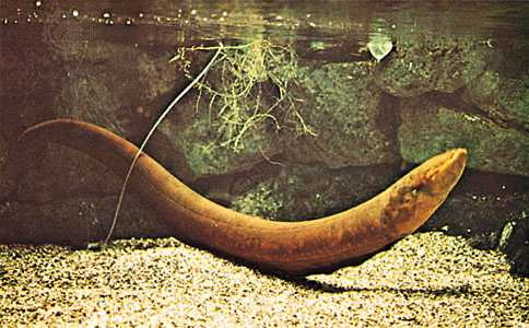 Electric Eel | Info and Photos | The Wildlife