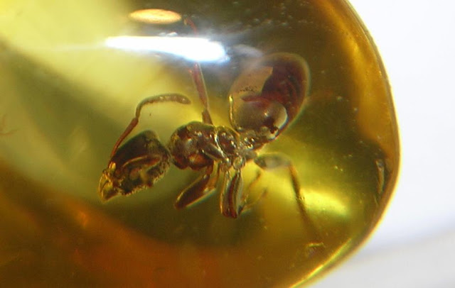 Cosas de niños para la escuela: EL ÁMBAR Y SUS USOS