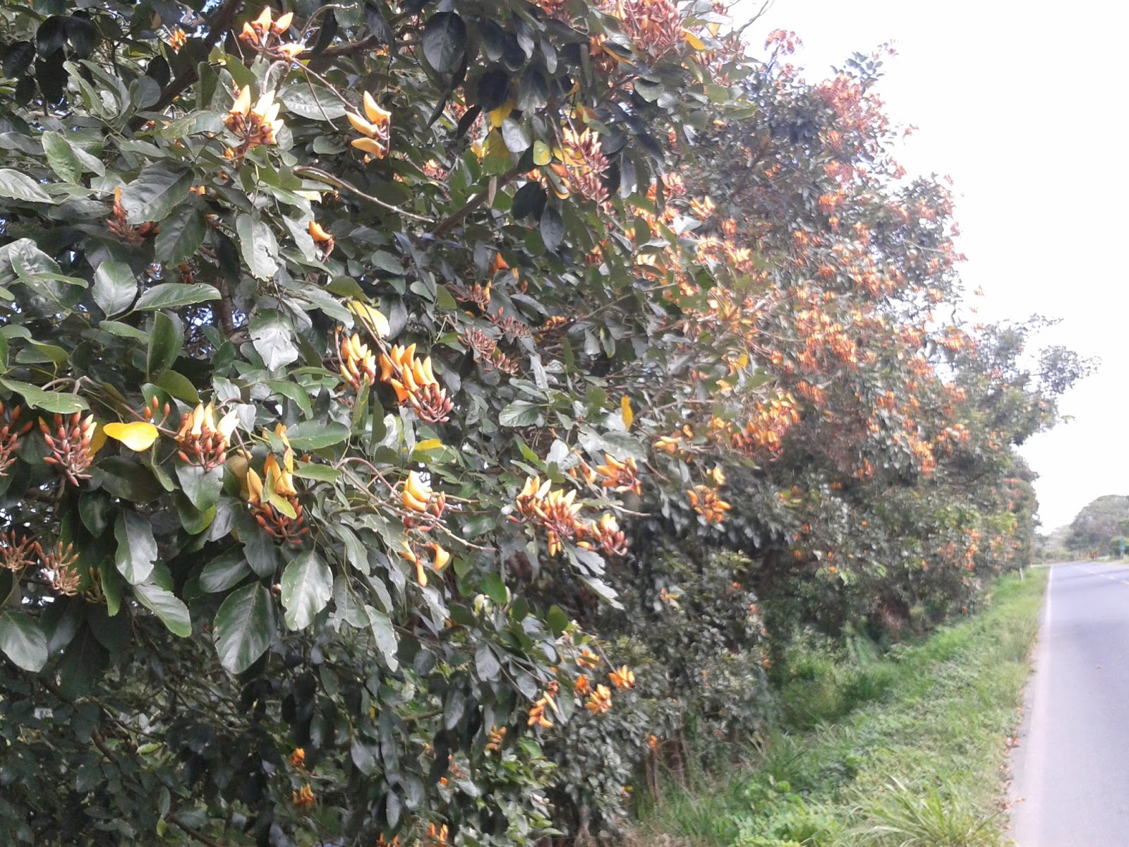 EL MONTUBIO: PALO PRIETO = Erythrina fusca