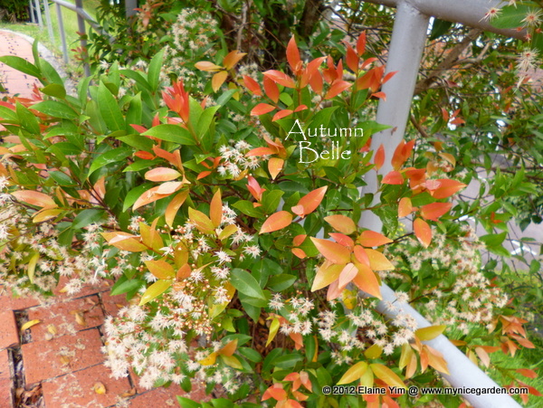 My Nice Garden: Eugenia oleina Tree - Syzygium myrtifolium