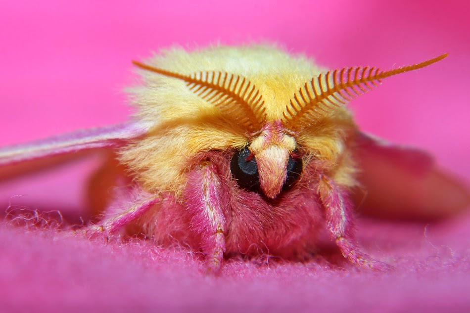 VENEZUELAN POODLE MOTH photos - wallpapers (ανανεωμένο) | the fun bank
