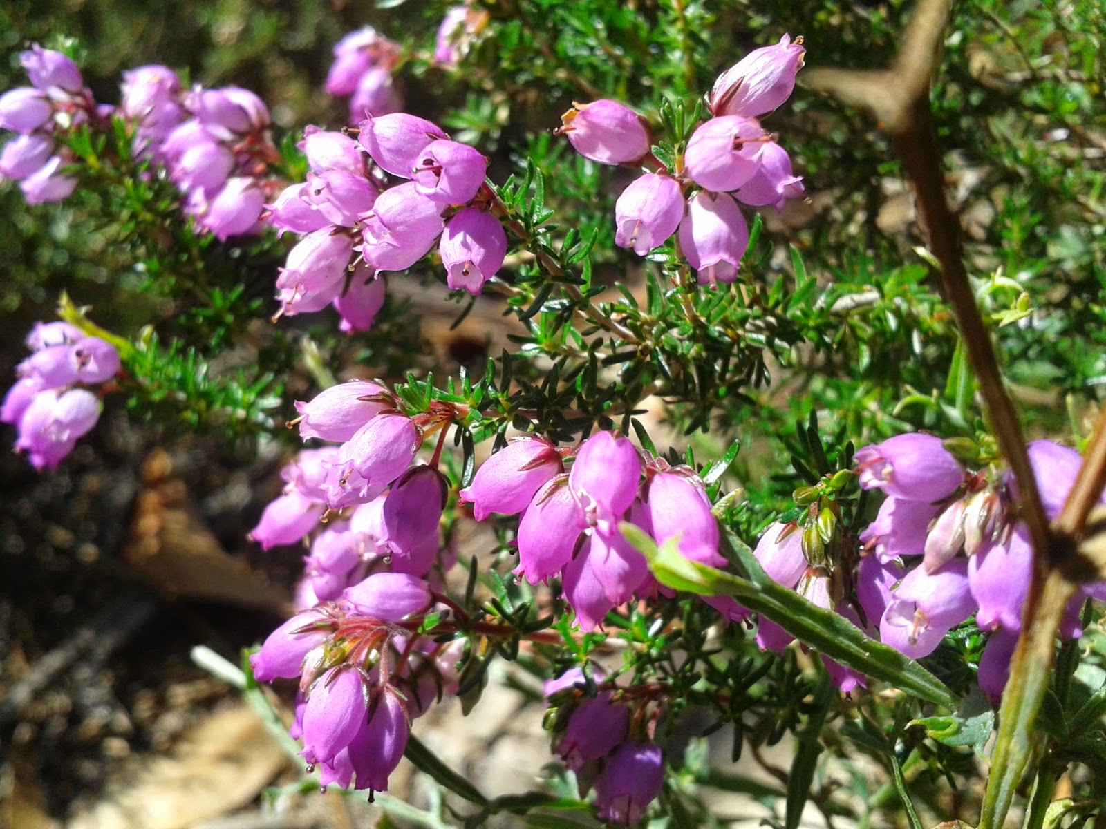 Abelha na Urze: Urze Torga em Flor