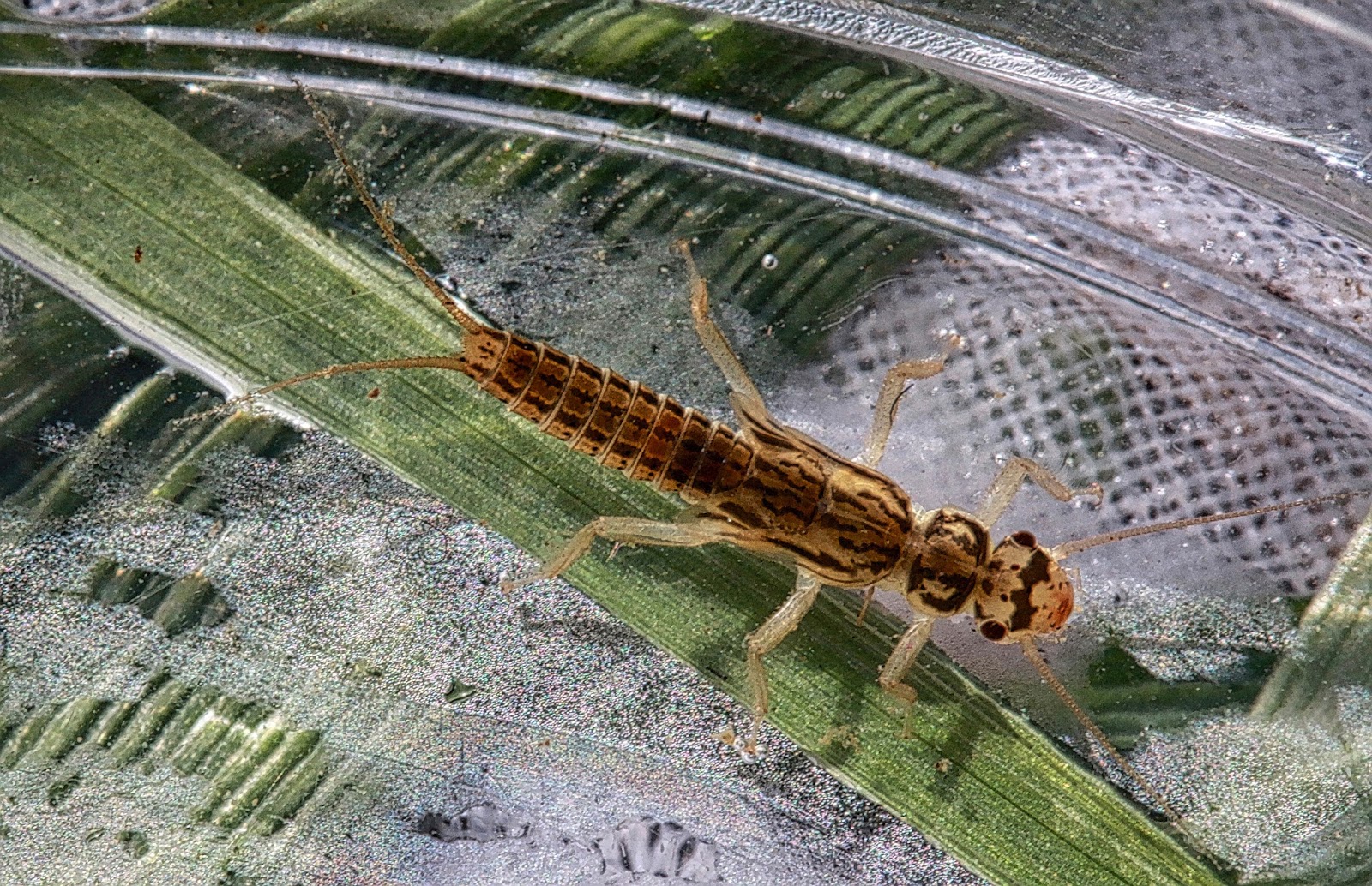 Aquatic Insects of Central Virginia: April 2018
