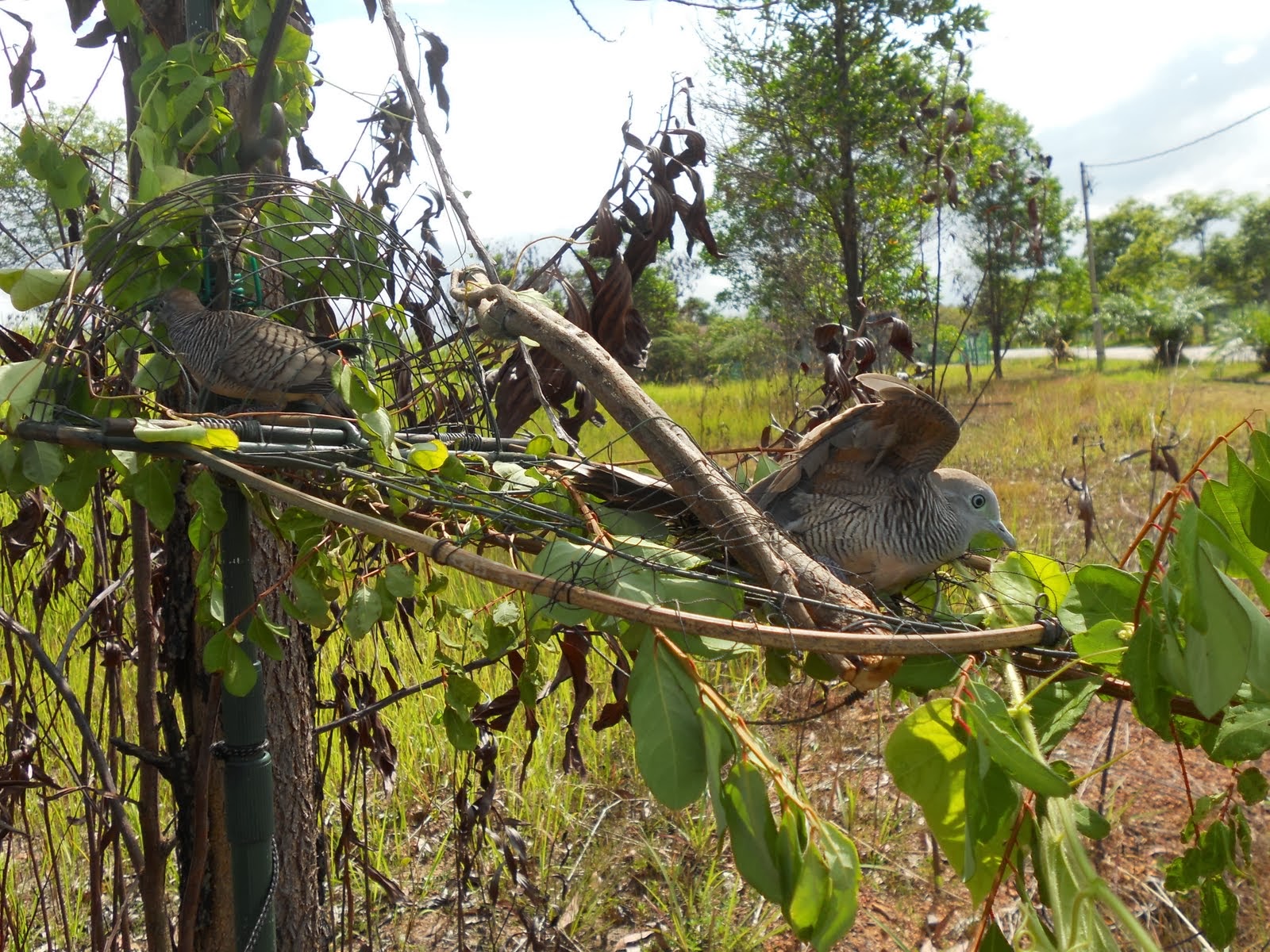 Patah Sayap Terbang Jua: MENJEBAK & MEMERHATI BURUNG DI LAHAR YOOI