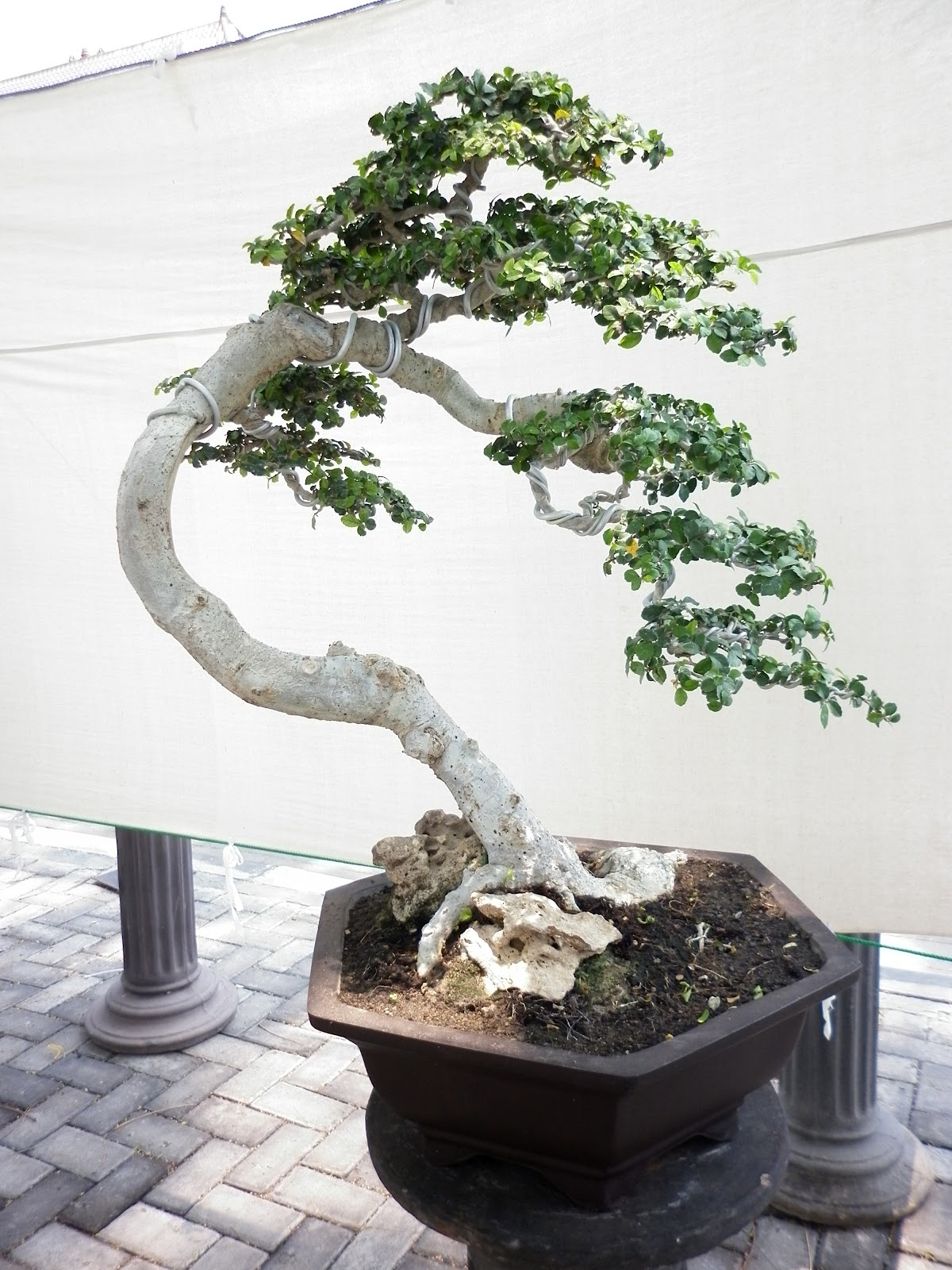 Bonsai Di Atas Batu (03) | Bonsai Tuban
