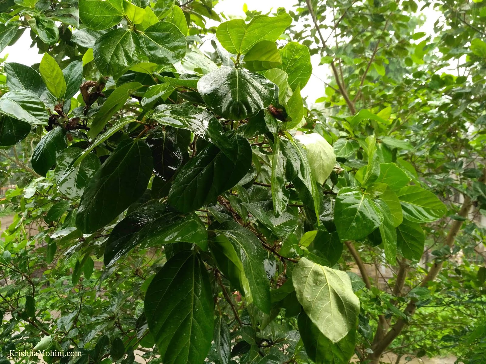 Photoblog: Rain-Drenched Tree Leaves