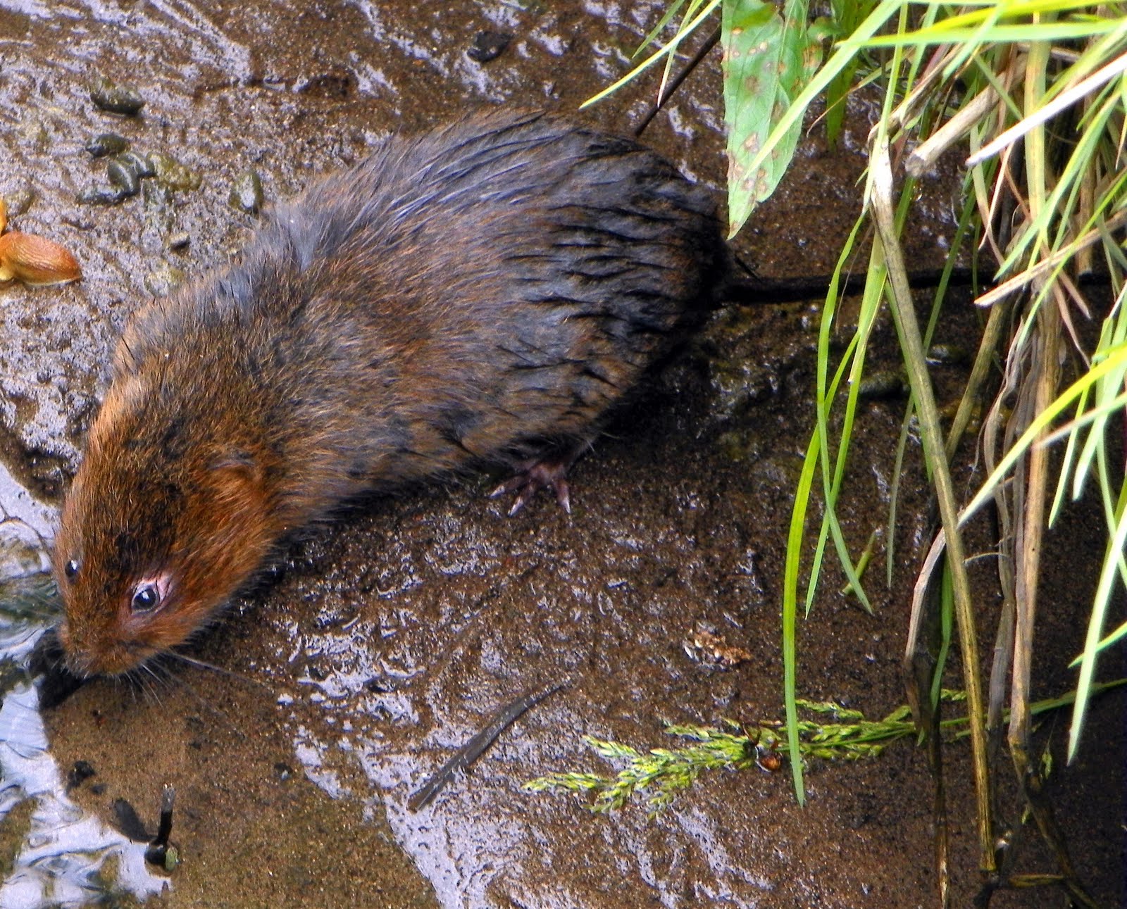 About a Brook: Individual Voles
