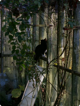 Wild roses and blackberries: Meowy Monday: Cat photo of the week