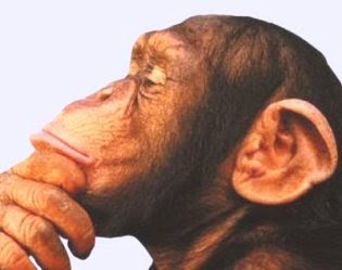 A Través del Uniberto: La duda del mono