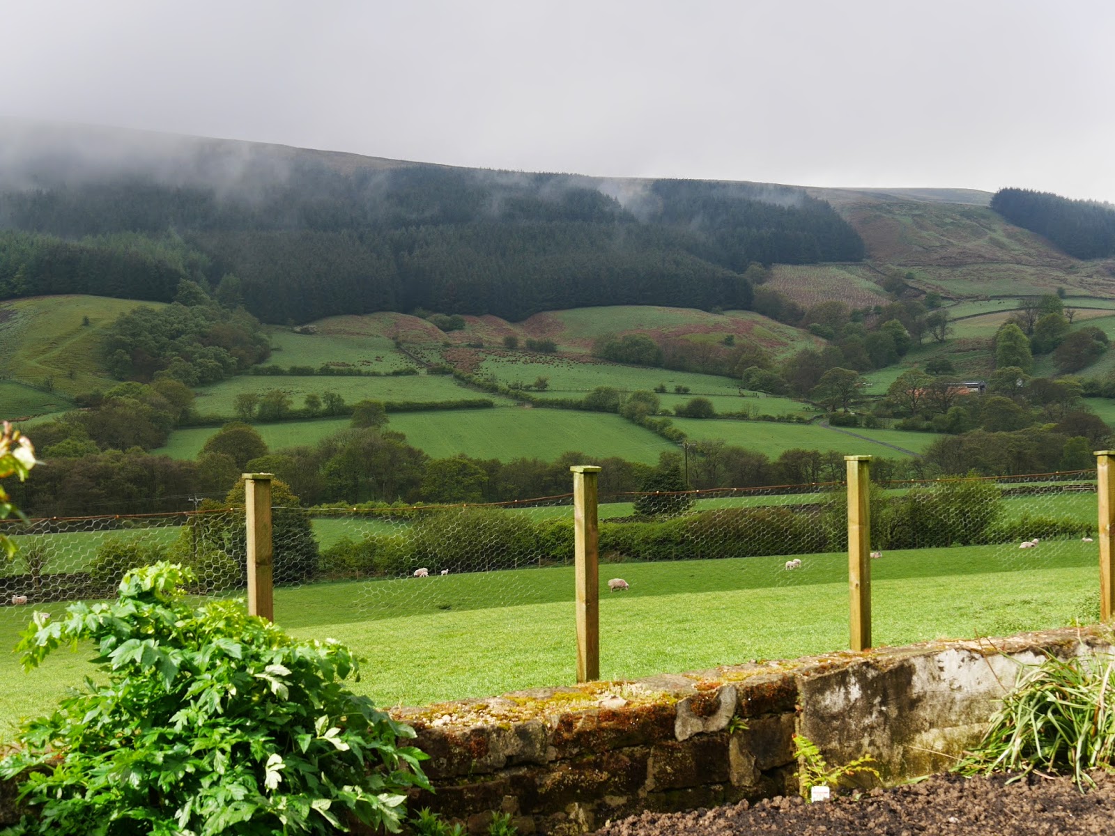 Our Coast to Coast Walk 2014: Day 17 Clay Bank Top to Blakey Ridge (14. ...