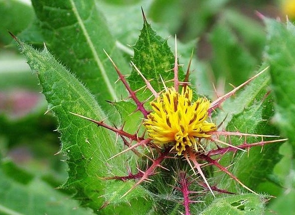 El rincón de las plantas medicinales: CARDO SANTO