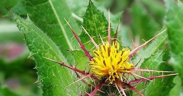 El rincón de las plantas medicinales: CARDO SANTO