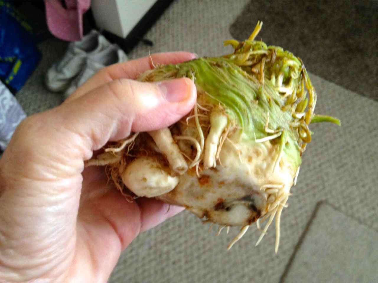 DJan-ity: An unusual vegetable