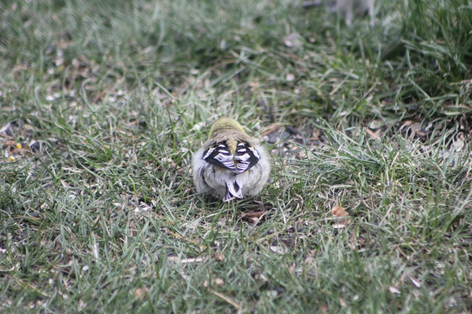 Beyond My Garden: Fat Goldfinch