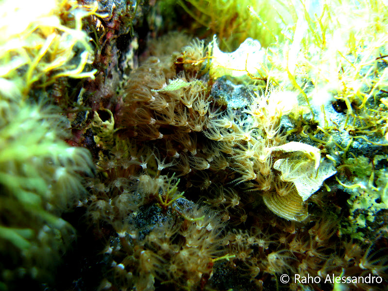 Necton e Plancton: Cnidari: Alcionario Verde