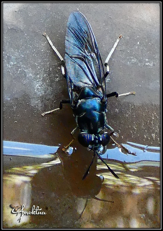 Biodiversitat del Marquesat: Una exòtica no invasora pel Marquesat: la ...