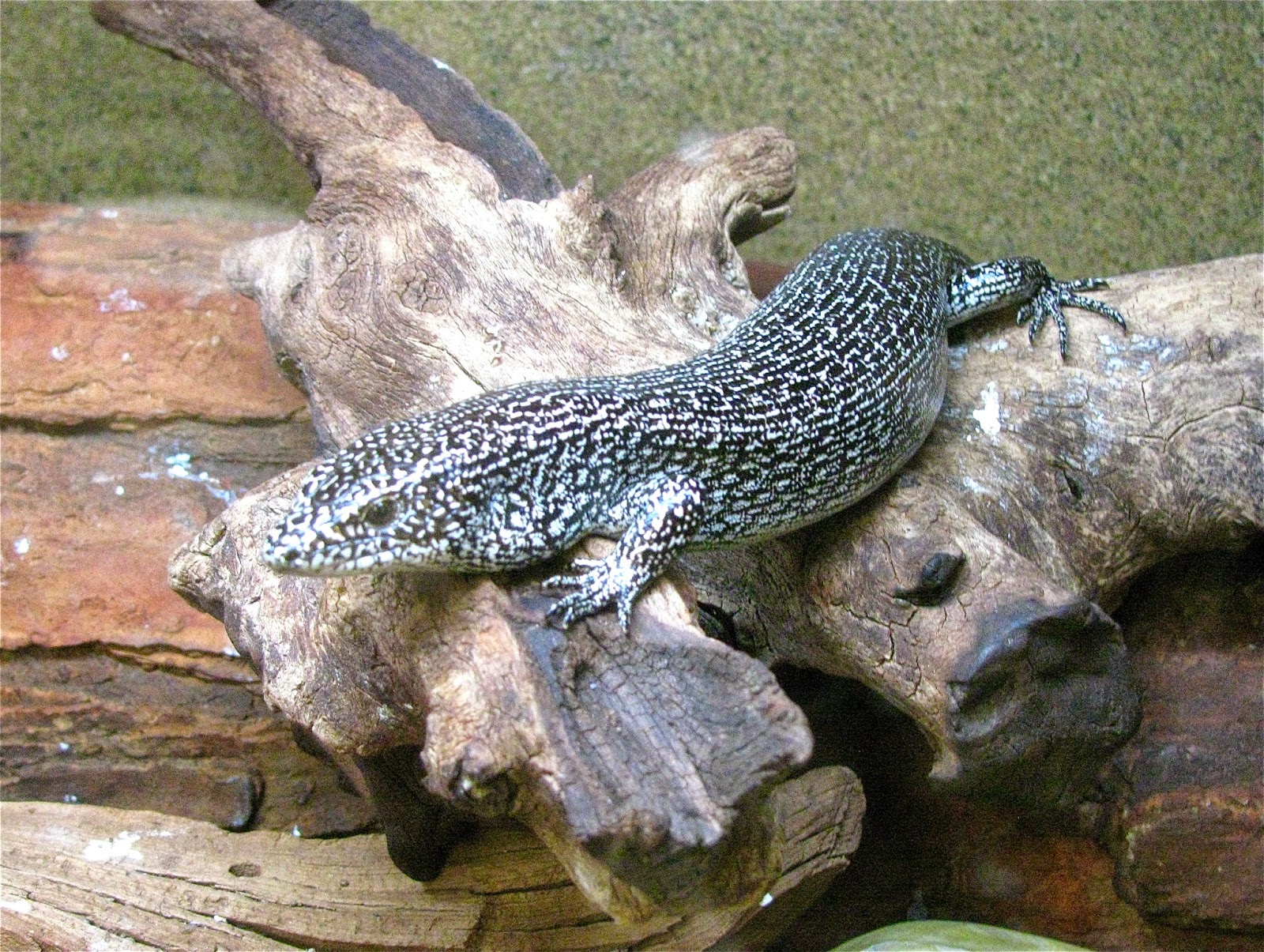 RAW DOG REPTILES: Week #12......Diploglossus millepunctatus