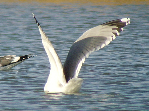 Birding North Unst: 10th December 2011 Beachy & West Rise Marsh W1 Clear