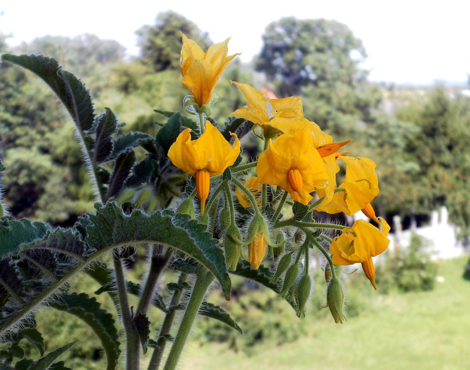 Scirpidiella's Plants: Wild Tomato species (Lycopersicon spp.)