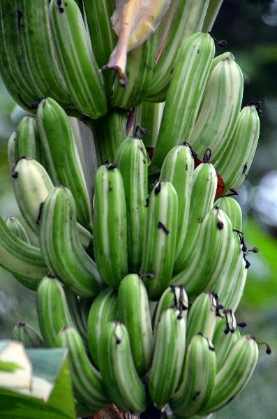 FLORACIONES EN MÁLAGA Y MÁS: Flora ornamental de Panamá y Costa Rica